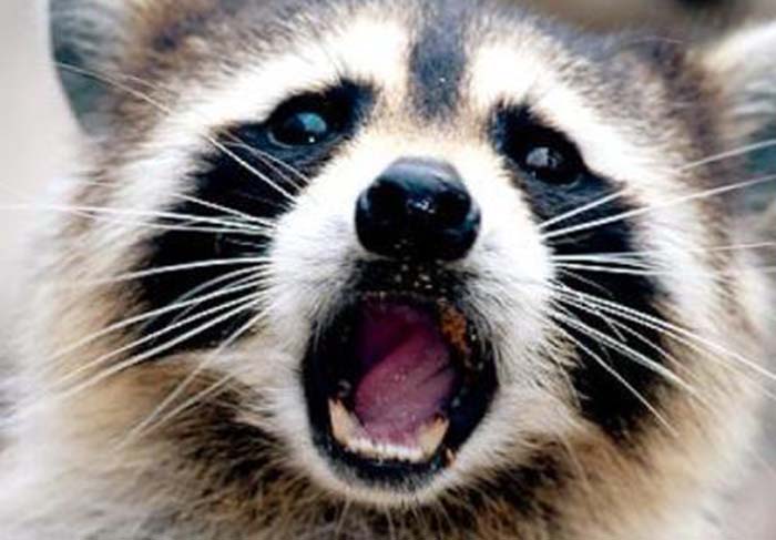 Vacunan mapaches en Queens contra la rabia | Queens Latino